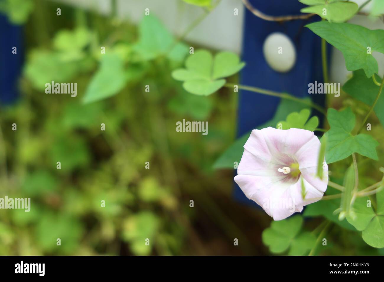 A selective focus of a single white Japanese bindweed with green leaves ...