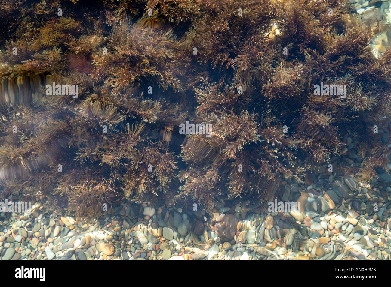 The texture of the bottom. Under the clear water, you can see algae on ...