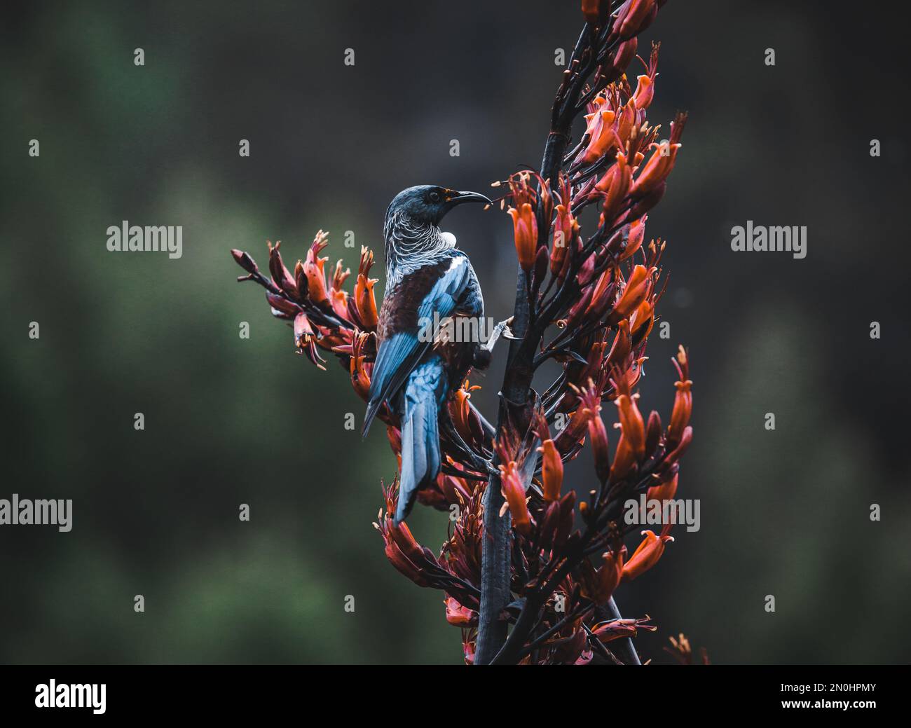 A cheeky blue feathered tui feeding on a nectar providing plant Stock ...