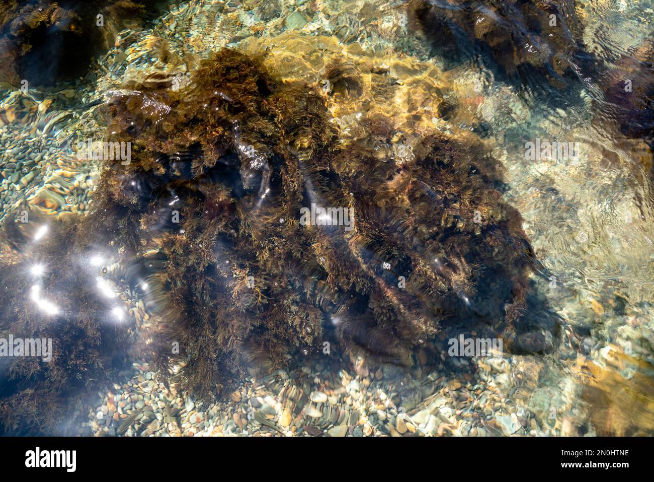 The texture of the bottom. Under the clear water, you can see algae on ...