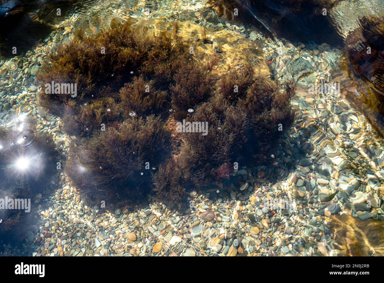 The texture of the bottom. Under the clear water, you can see algae on ...