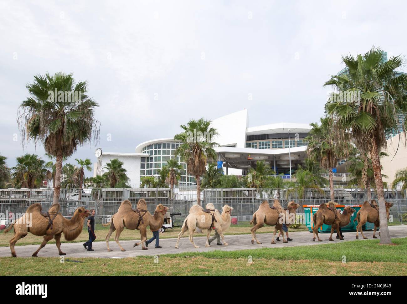 A group of Bactrian camels are lead back to their enclosure after a rehearsal at the American ...
