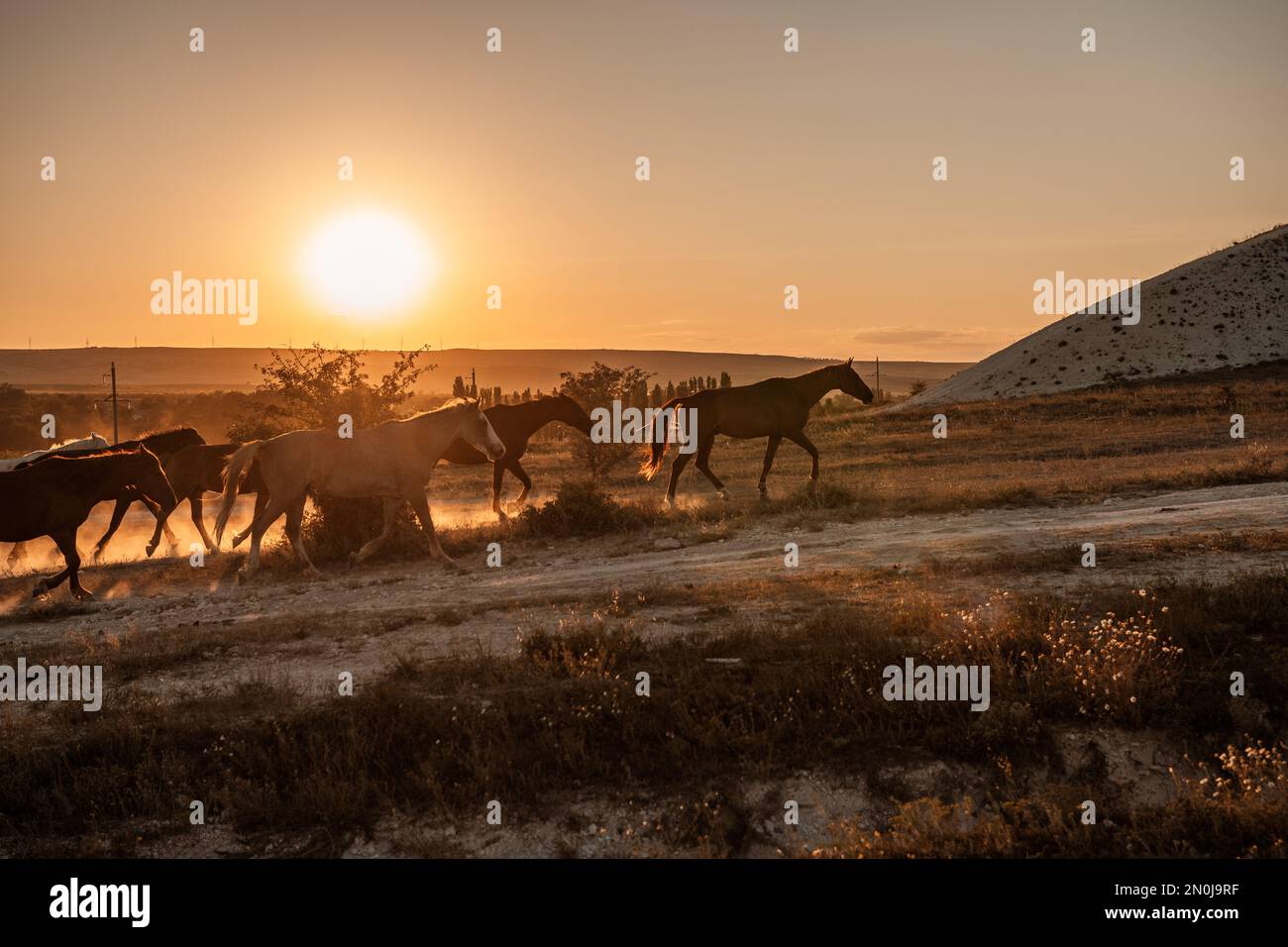 Horse run slope hi-res stock photography and images - Alamy