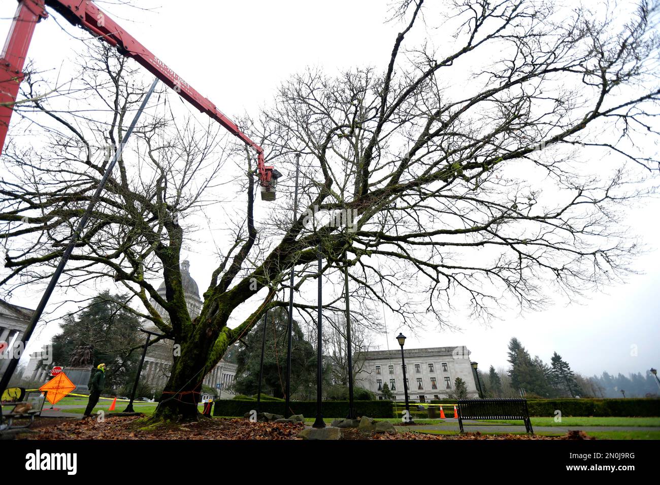 Arborists work to replace cables and braces holding up a large tree on ...