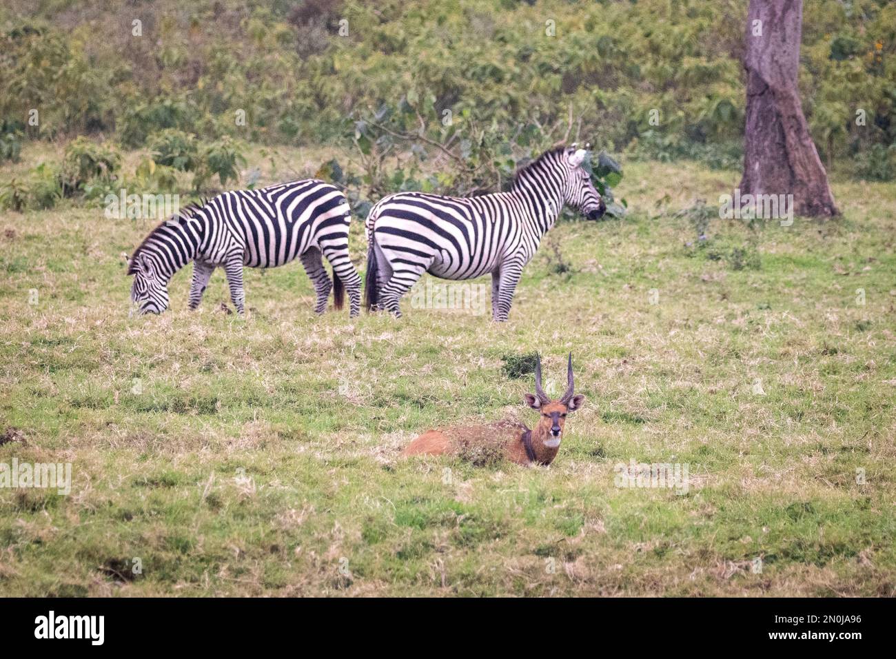 Arusha national park and animals hi-res stock photography and images ...