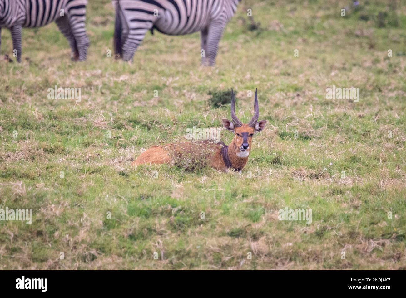 Arusha national park and animals hi-res stock photography and images ...