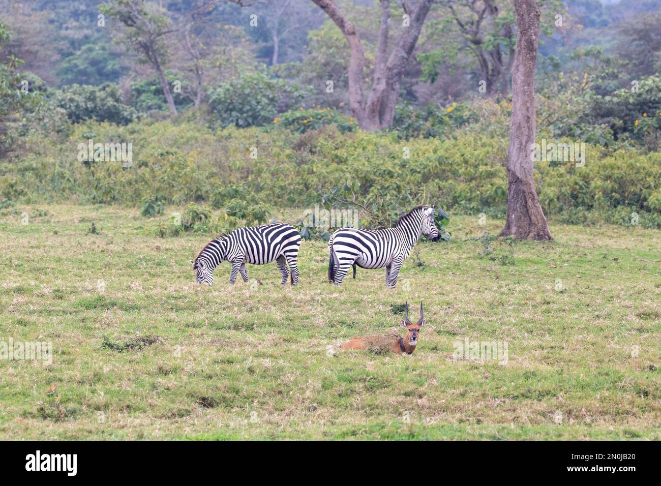 Arusha national park and animals hi-res stock photography and images ...