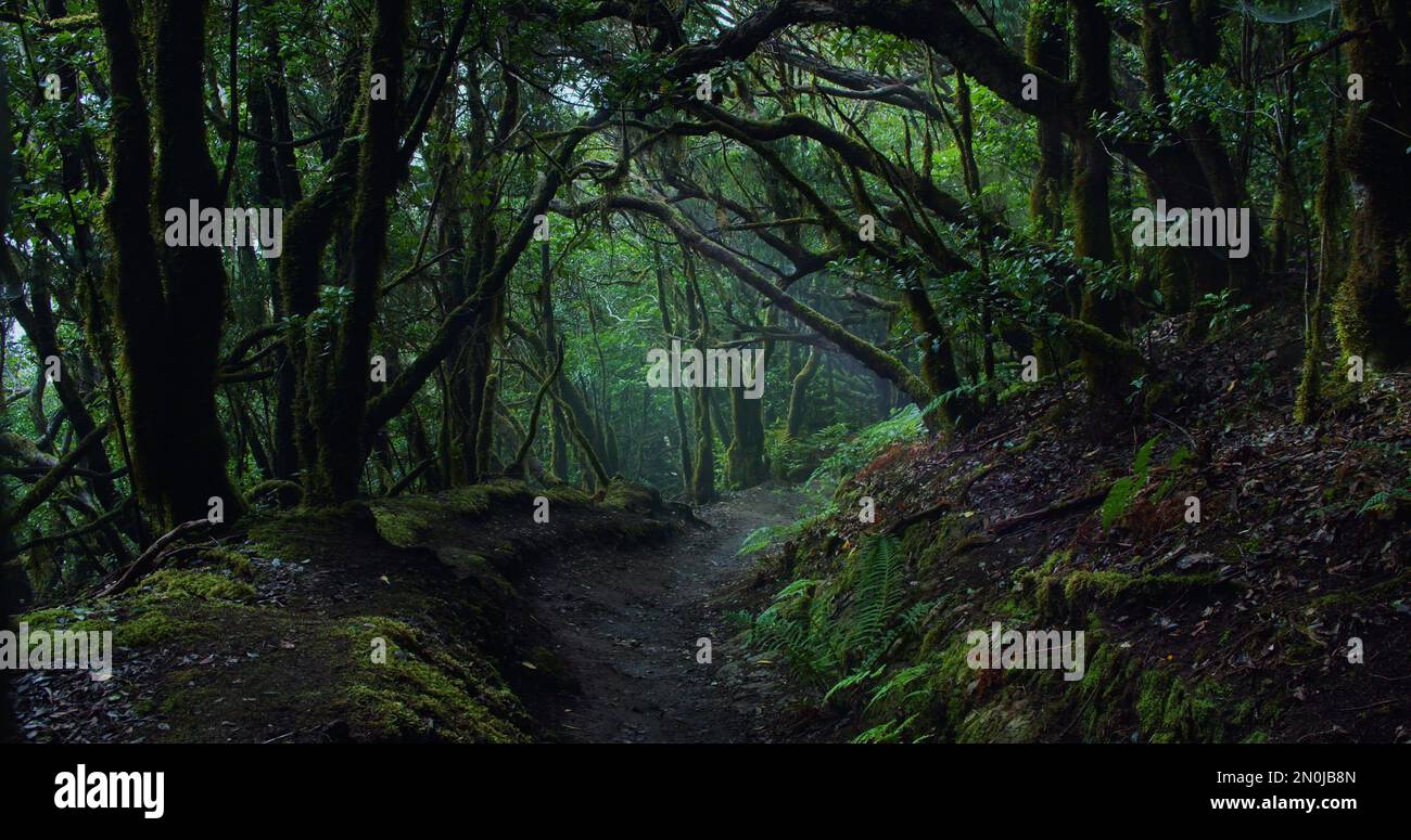 Mystic laurel forest with hiking trail in cloudy mist weather and sun ...