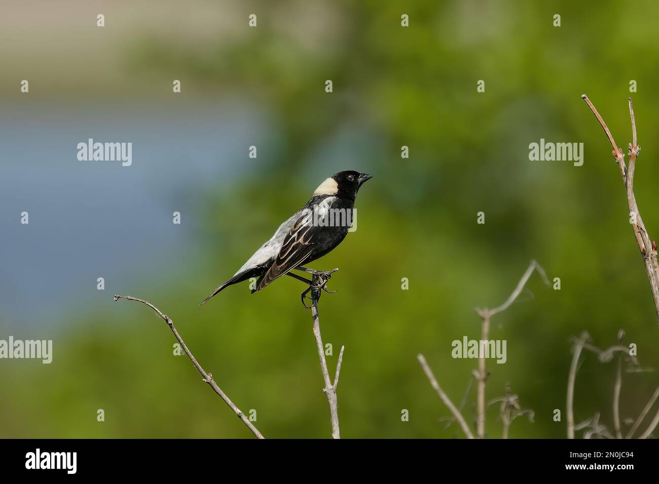 Bobolink (Dolichonyx oryzivorus). During breeding season, this species ...