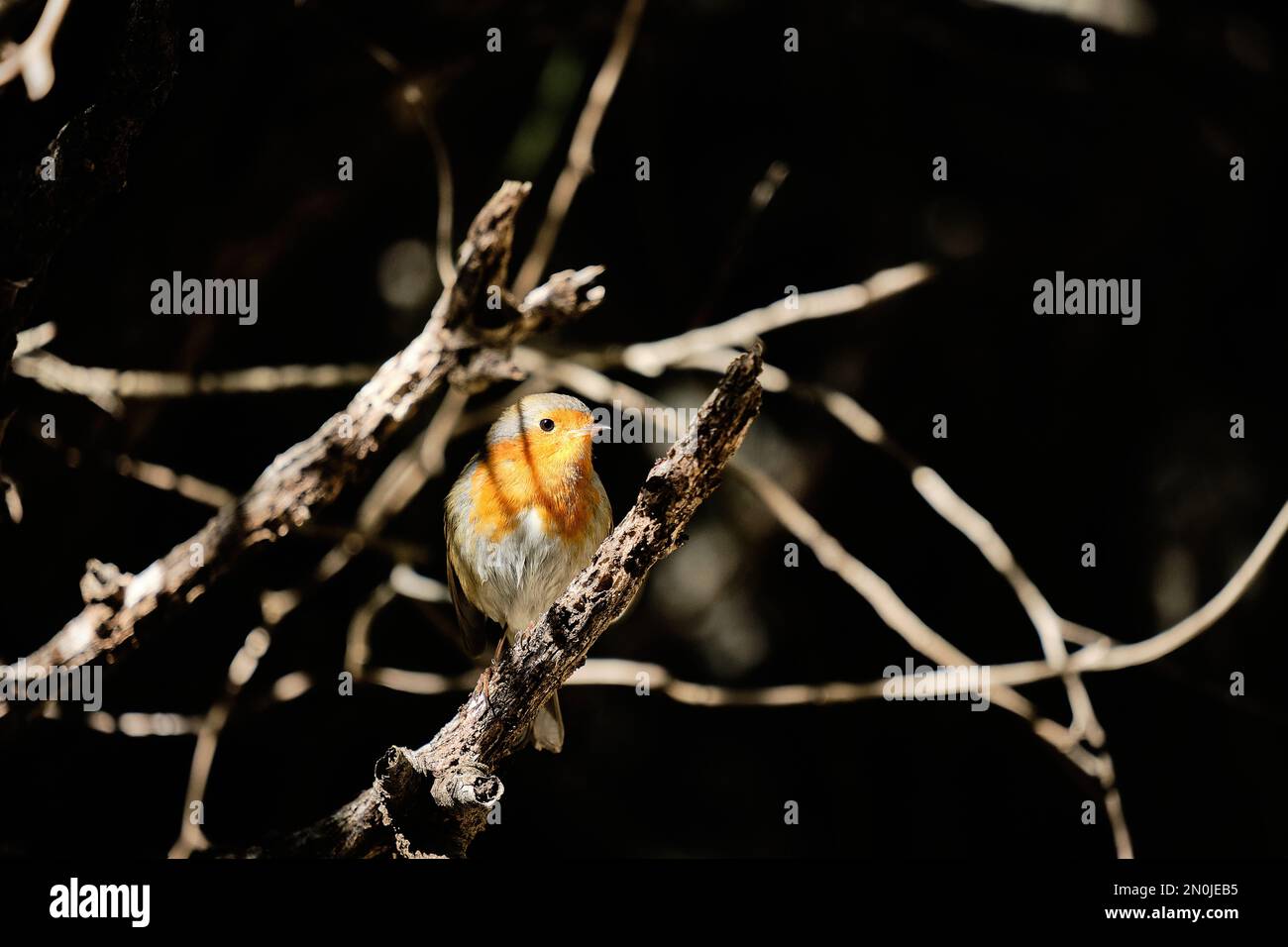 Beautiful Robin. Wild fauna, birds Stock Photo - Alamy
