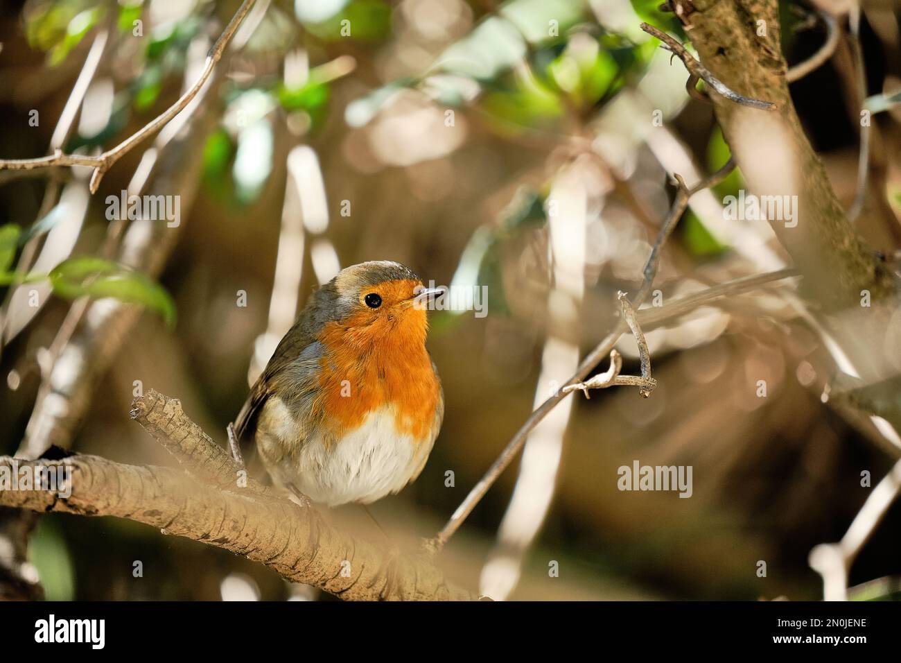Chirping animal hi-res stock photography and images - Alamy