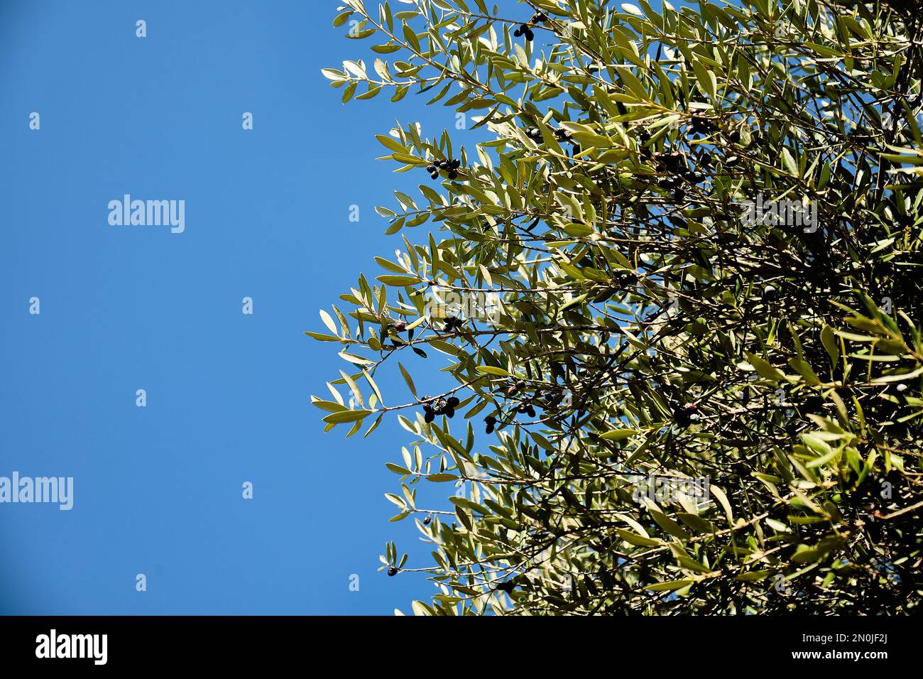 Olive Scientific Name _ Olive Tree Meaning – KOSE