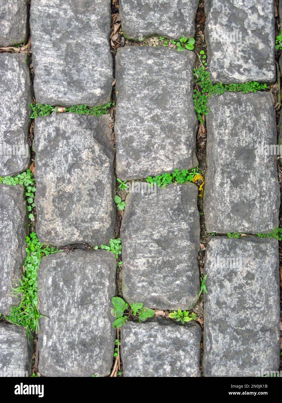 Small green plants growing between the cracks in the cobblestone of the ...