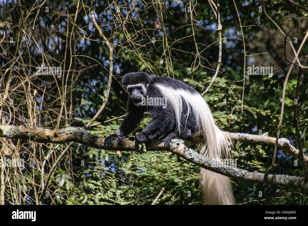 Black and White Colobus - Arusha National Park Stock Photo - Alamy