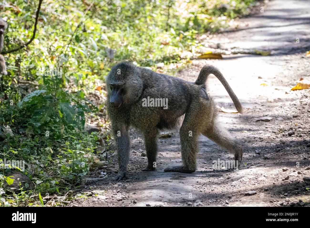 African baboon hi-res stock photography and images - Alamy