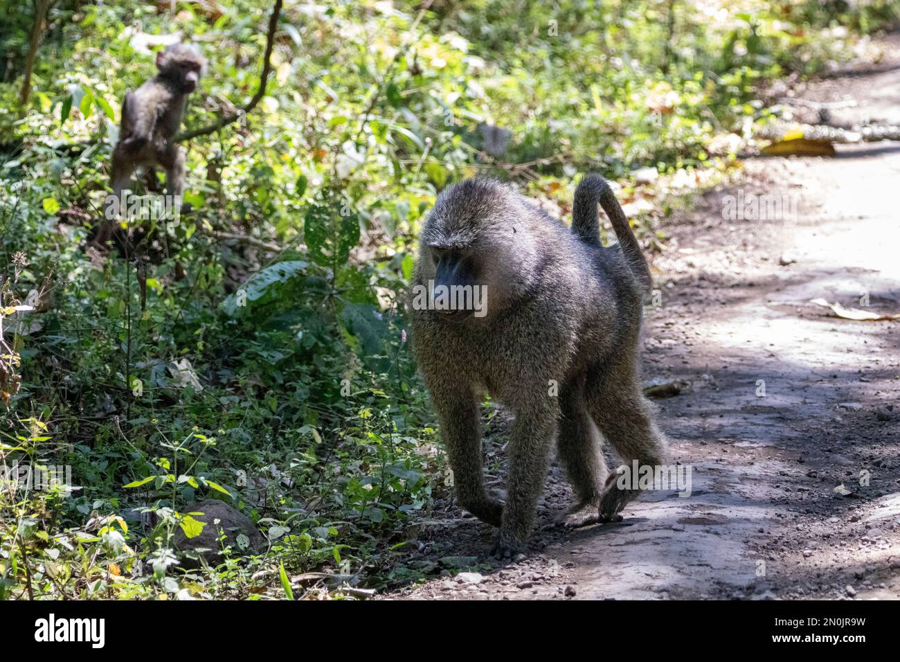 Pavian hi-res stock photography and images - Alamy