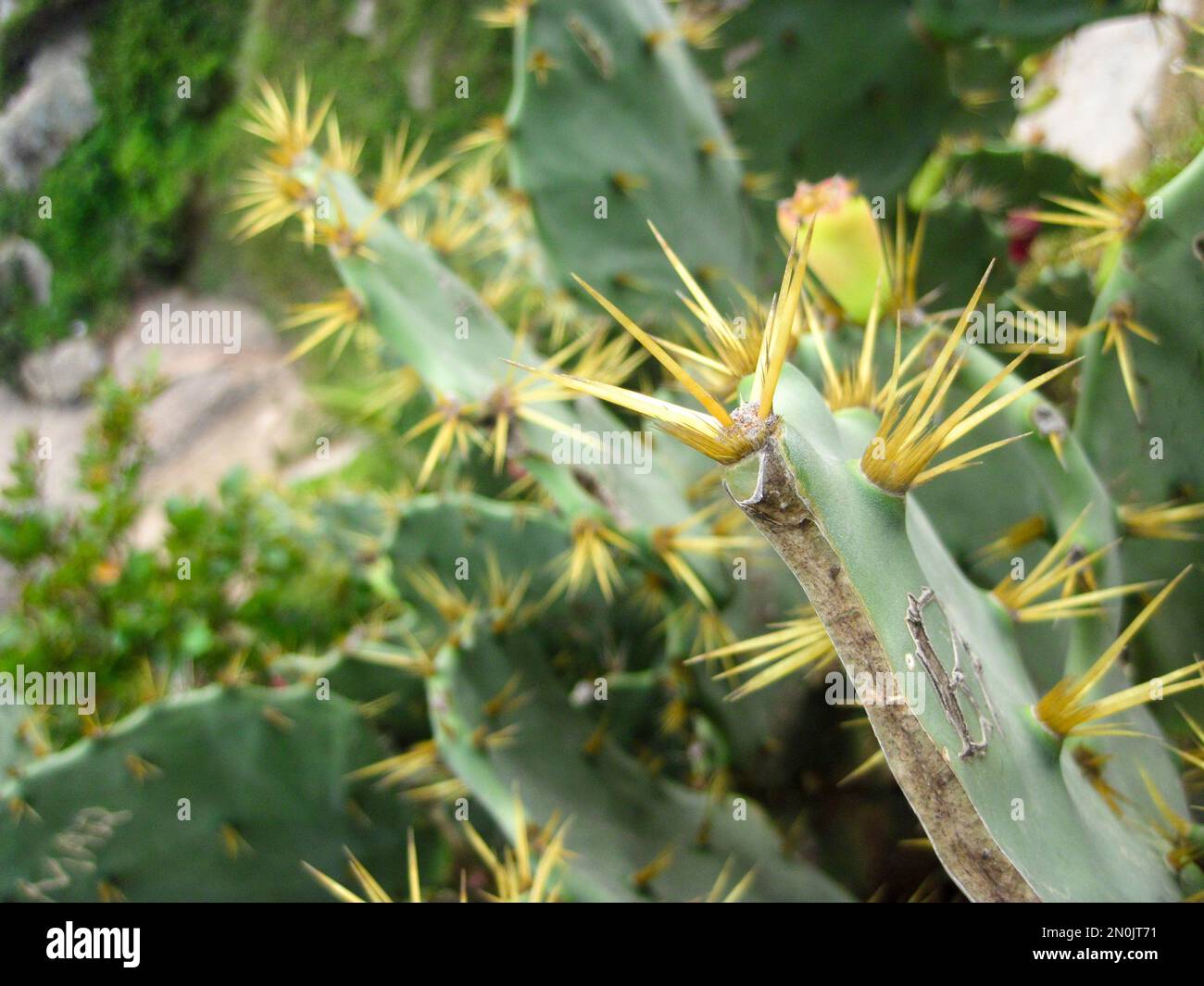 Details of the leaves and spines of some cactus plants on Ipanema beach ...