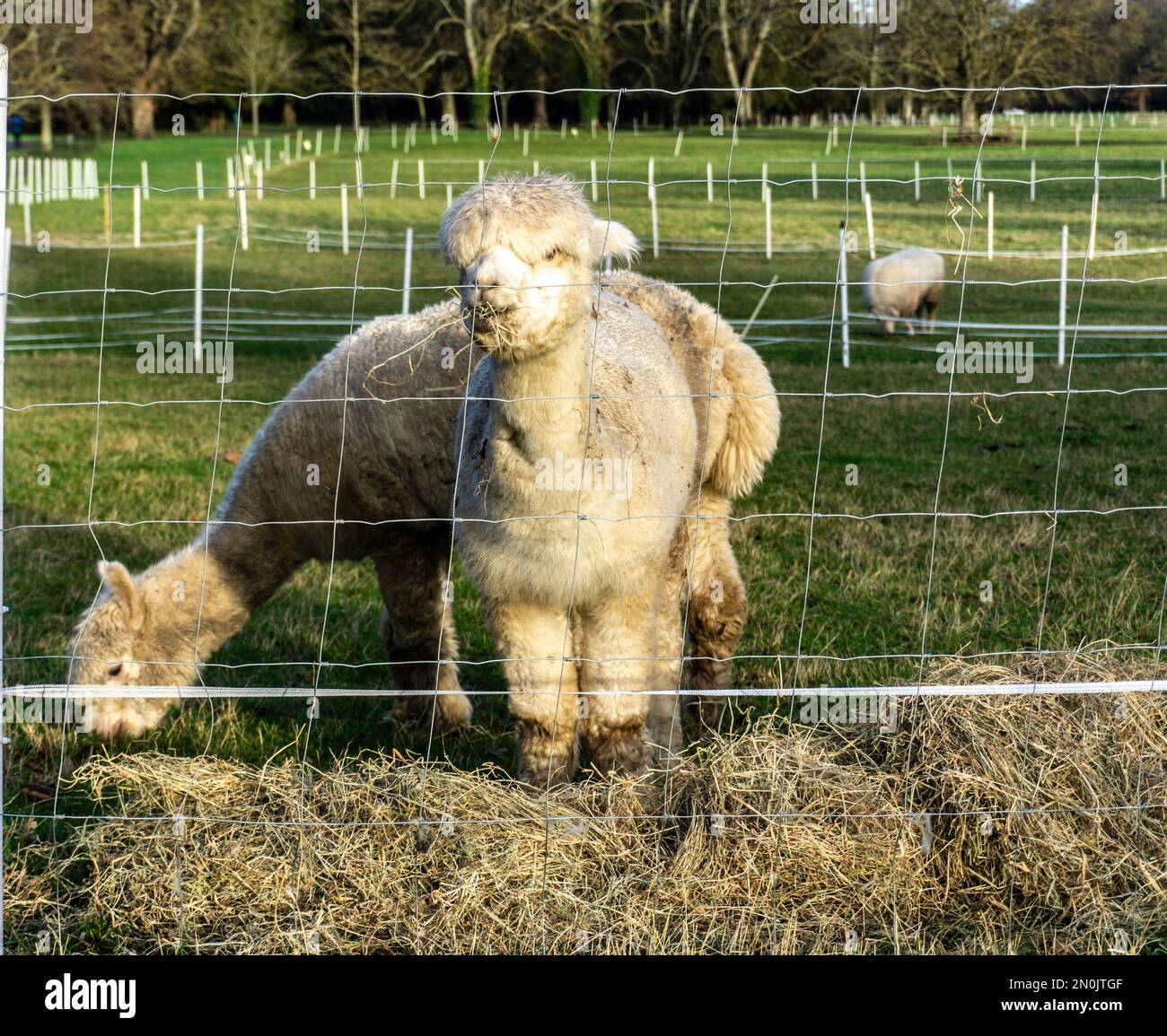 A group of alpaca animals, the new arrivals in the Farmleigh Estate in ...