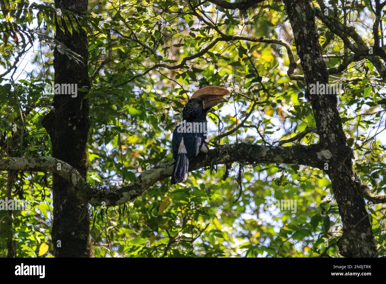 Arusha national park and animals hi-res stock photography and images ...