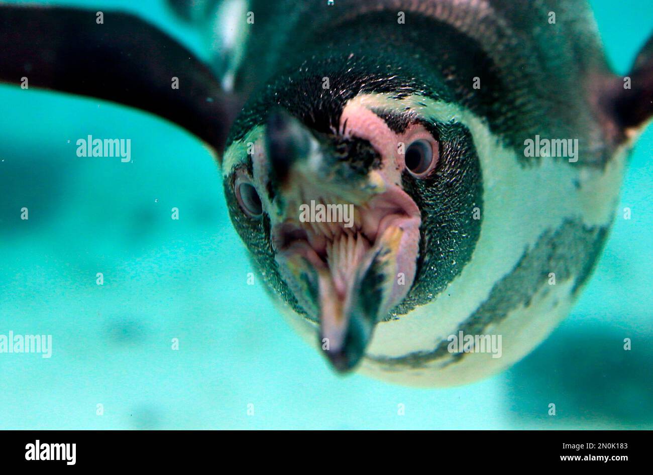 Humboldt Penguins swim in their pool during the annual stocktake press ...
