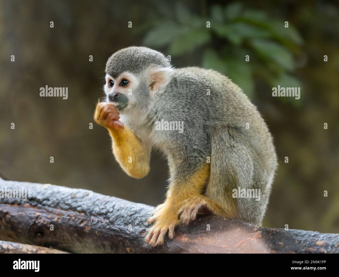 Common squirrel monkey is perching on tree branch. Saimiri sciureus is ...