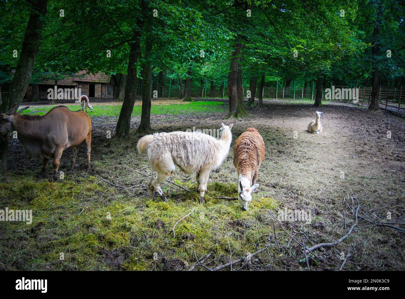 Enclosed animals hi-res stock photography and images - Alamy