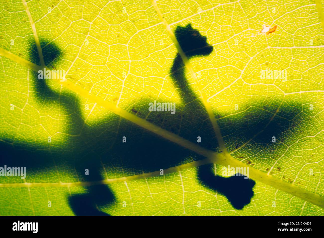 A low-angle shot of the frog shadow on the green leaf Stock Photo - Alamy