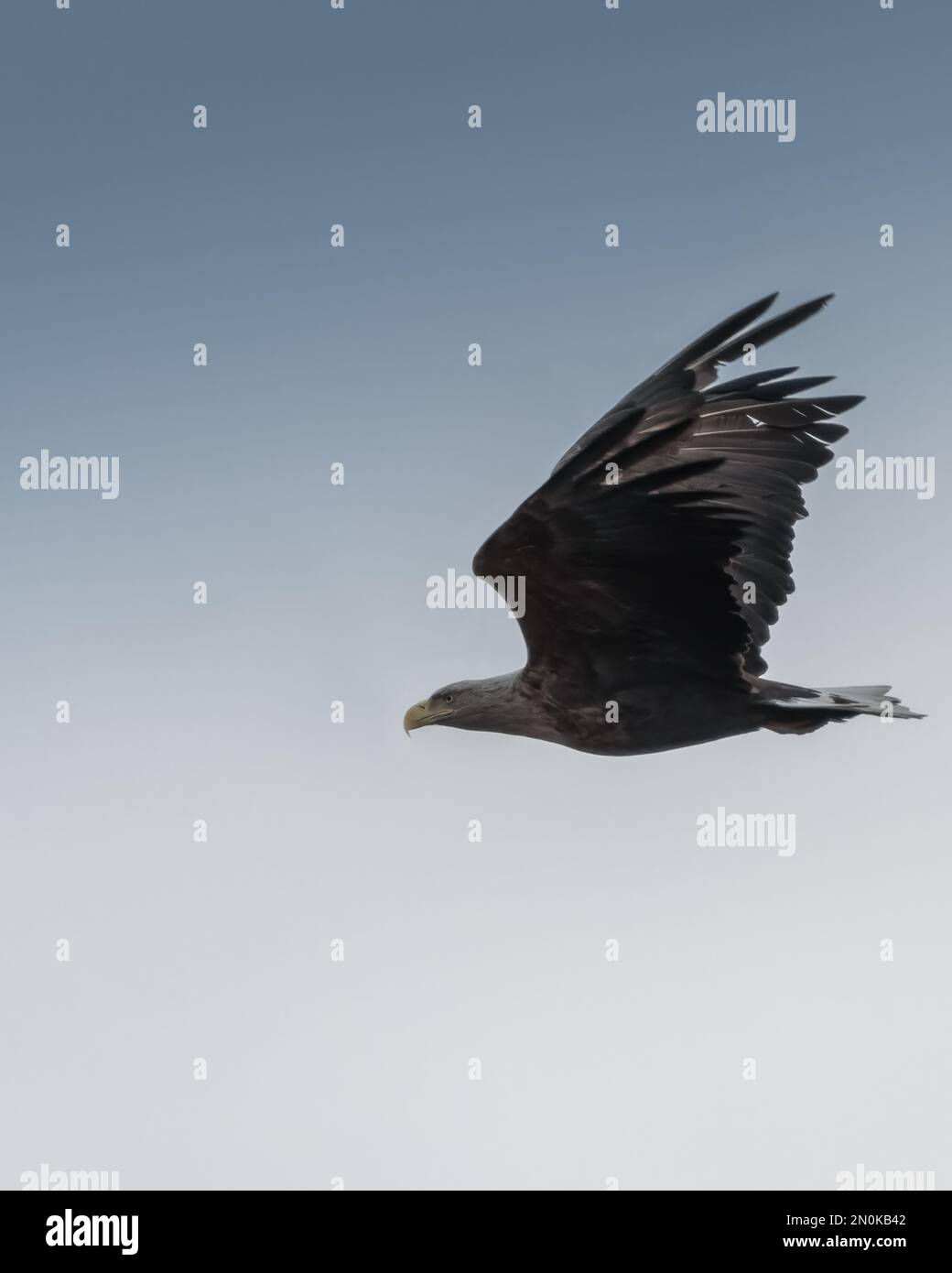 A vertical shot of the white-tailed eagle flying in the sky Stock Photo ...