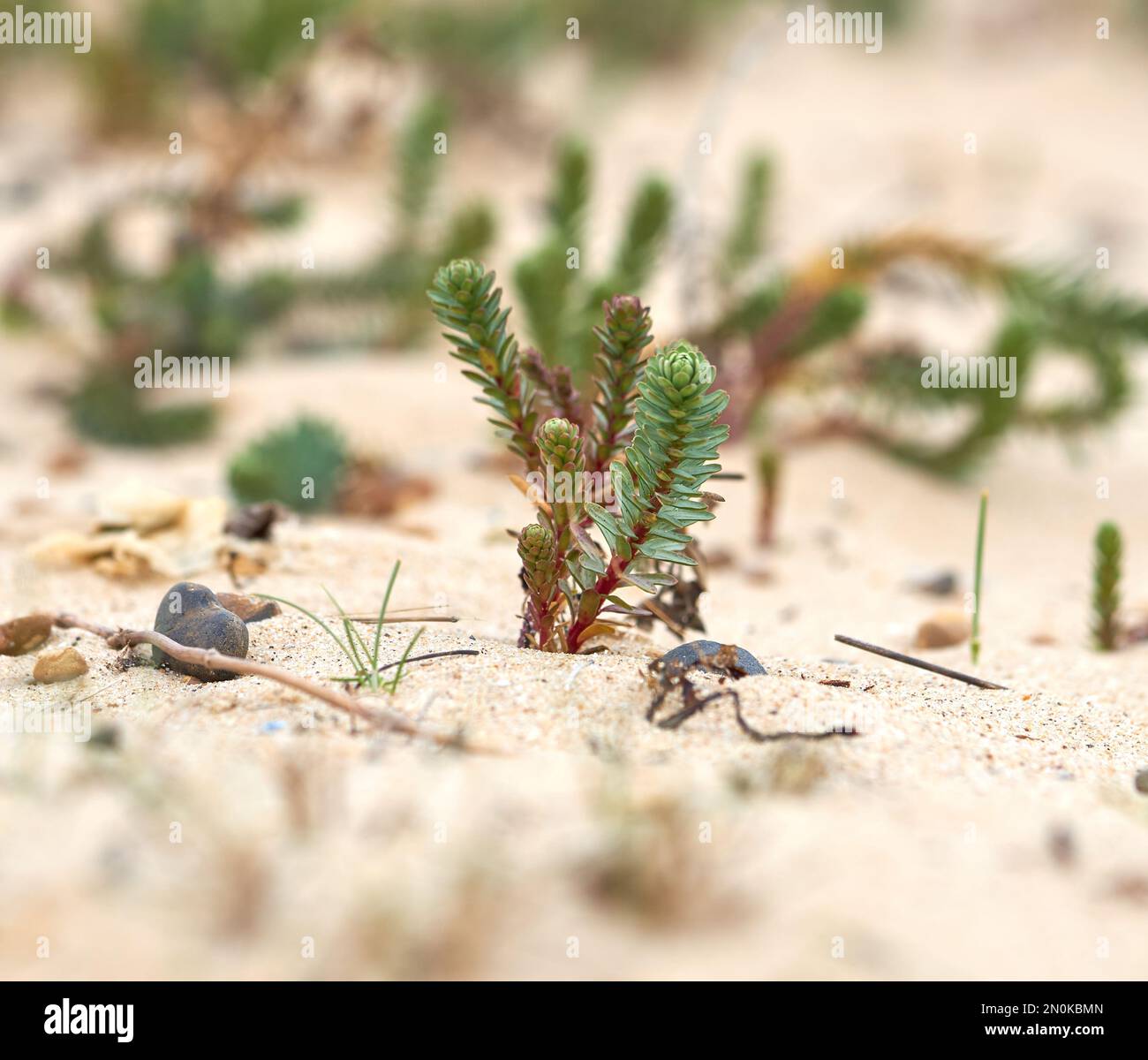 Plants growing on a beach Stock Photo - Alamy