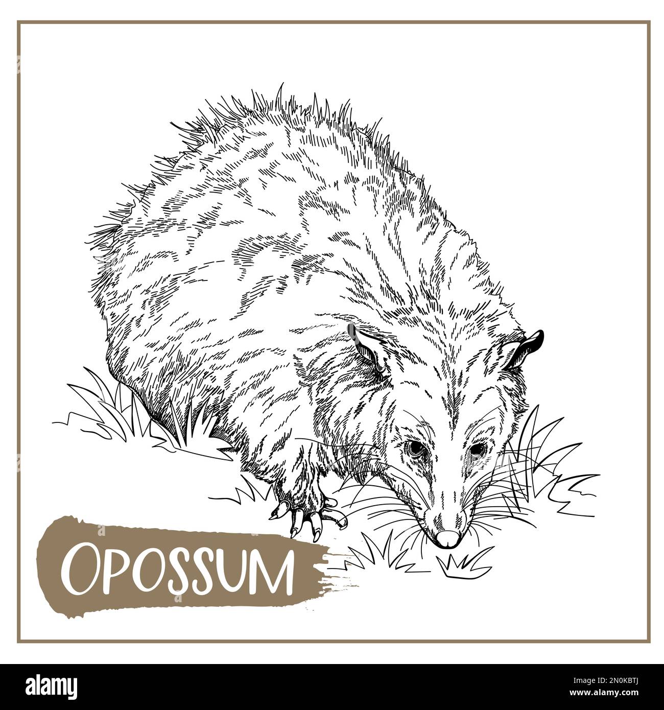 Hand drawn sketch style Opossum isolated on white background. Vector ...