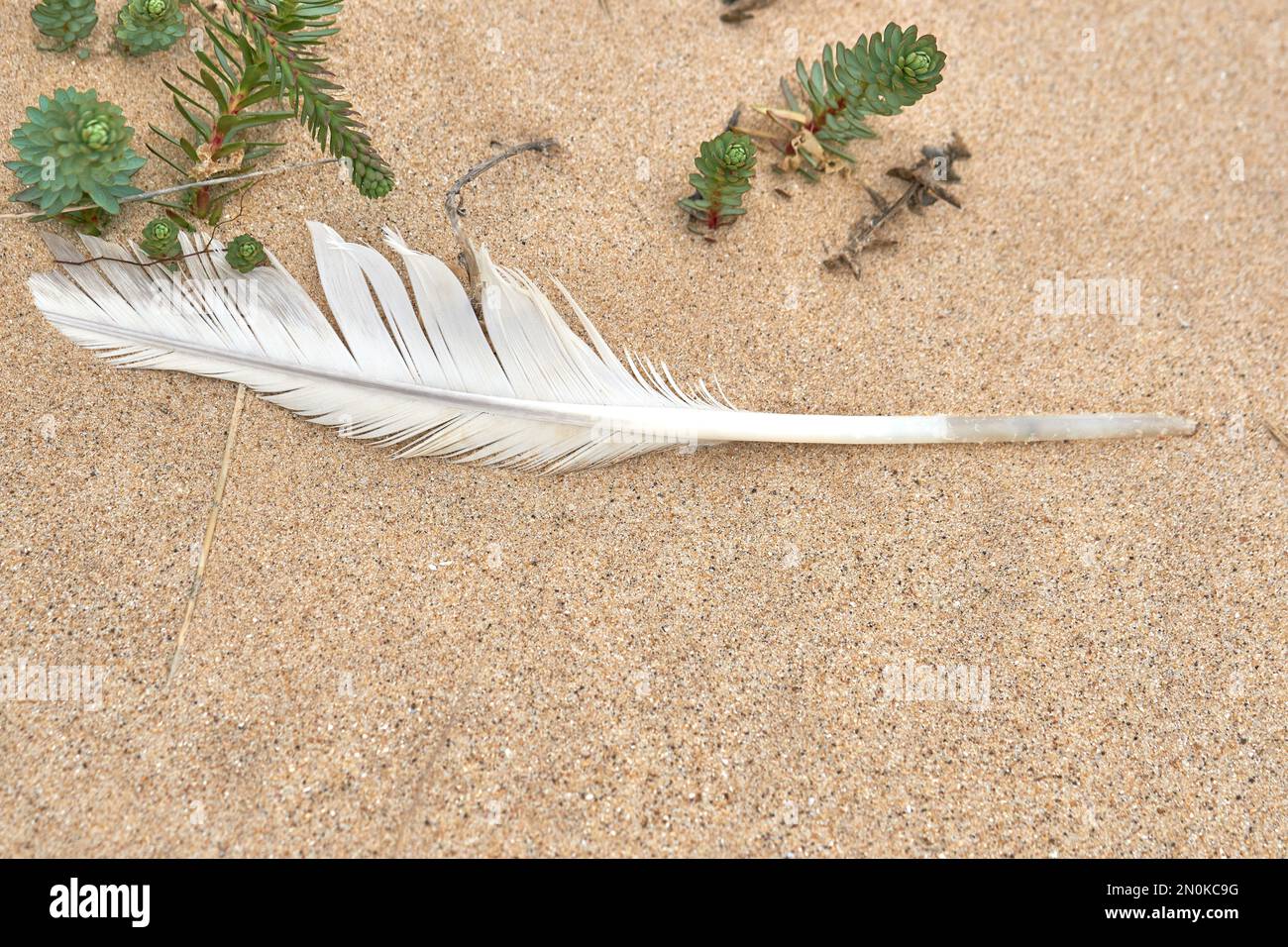 Find a white feather hi-res stock photography and images - Alamy