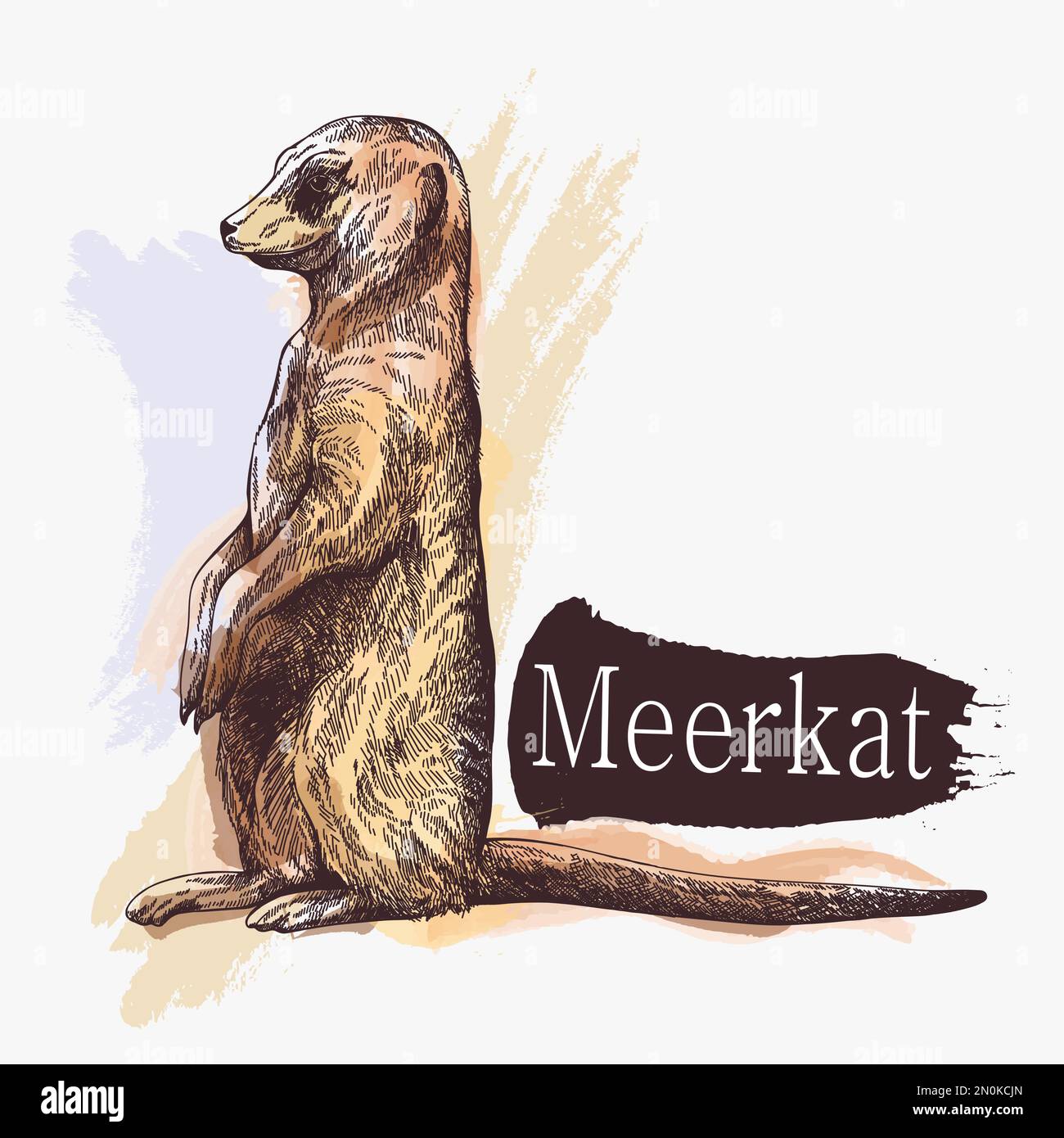 Hand drawn sketch style Meerkat isolated on white background. Vector ...