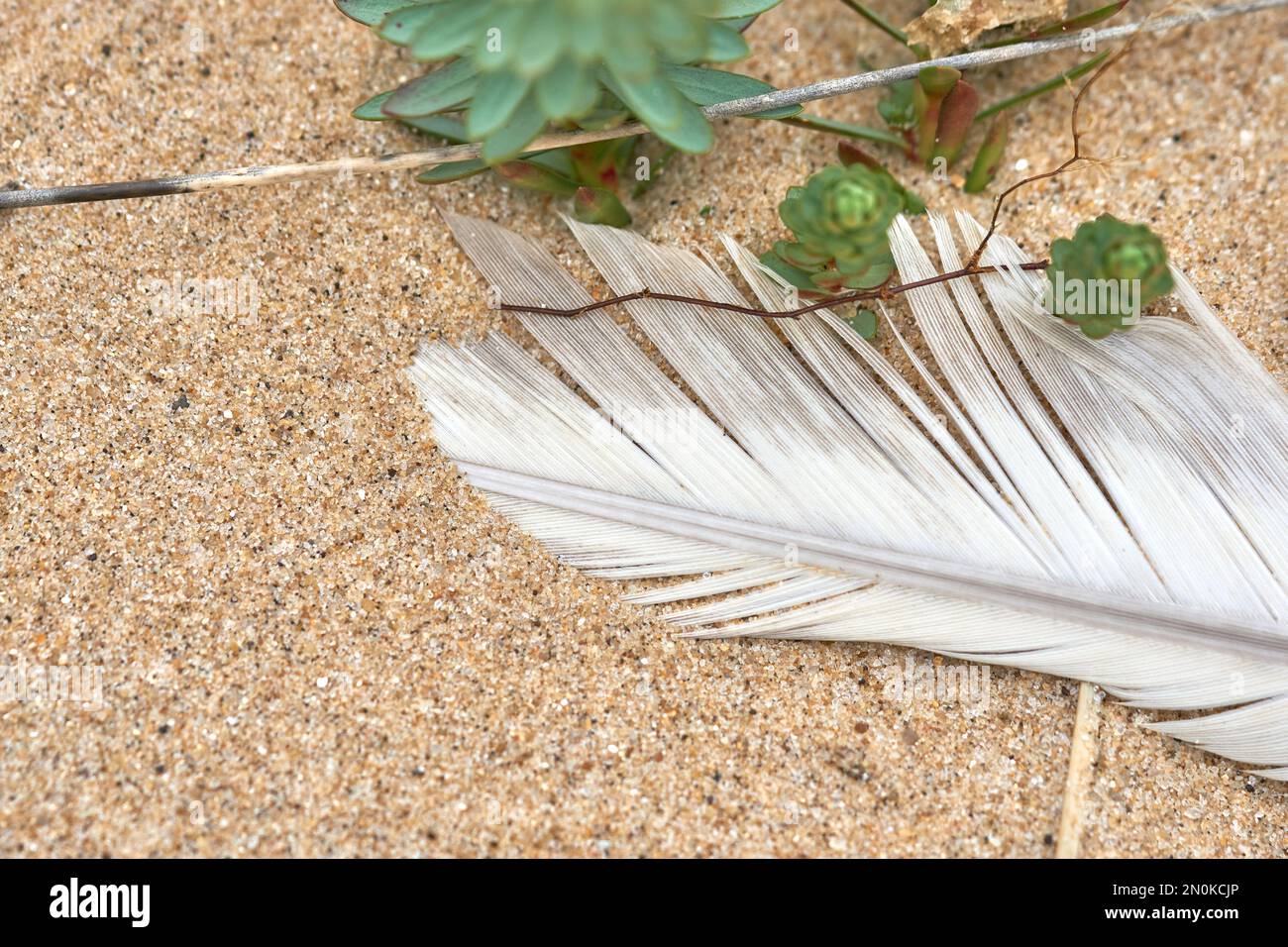 Find a white feather hi-res stock photography and images - Alamy