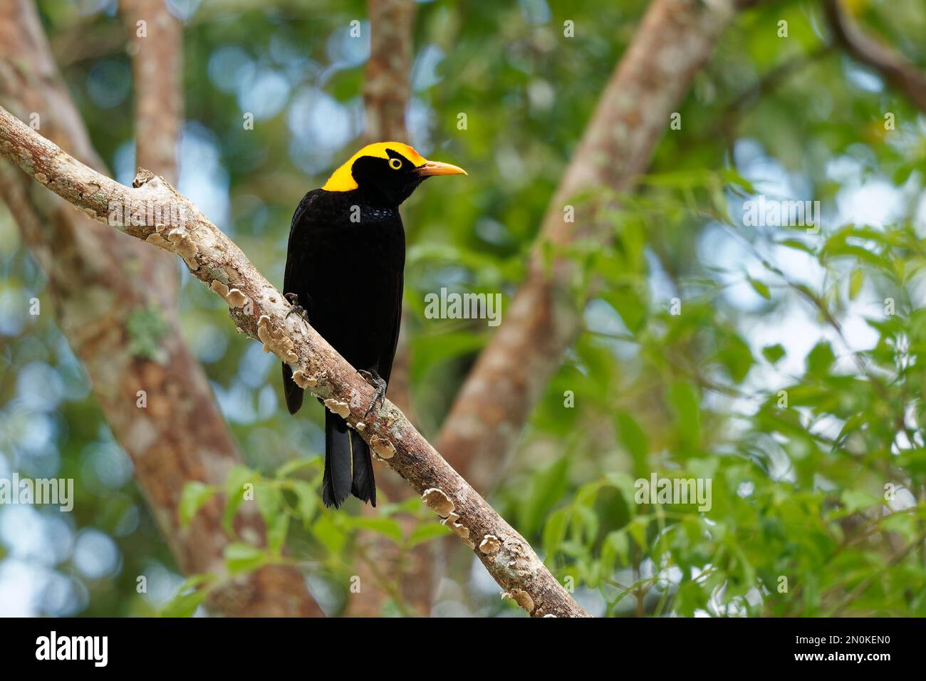 Regent Bowerbird - Sericulus chrysocephalus medium-sized sexually ...