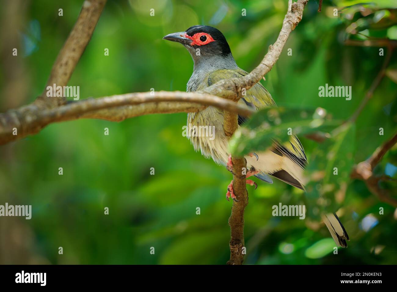 Australasian Figbird - Sphecotheres vieilloti also Green figbird ...
