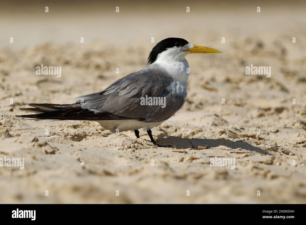 Greater Crested Tern - Thalasseus bergii or swift tern, white and black bird in the family ...