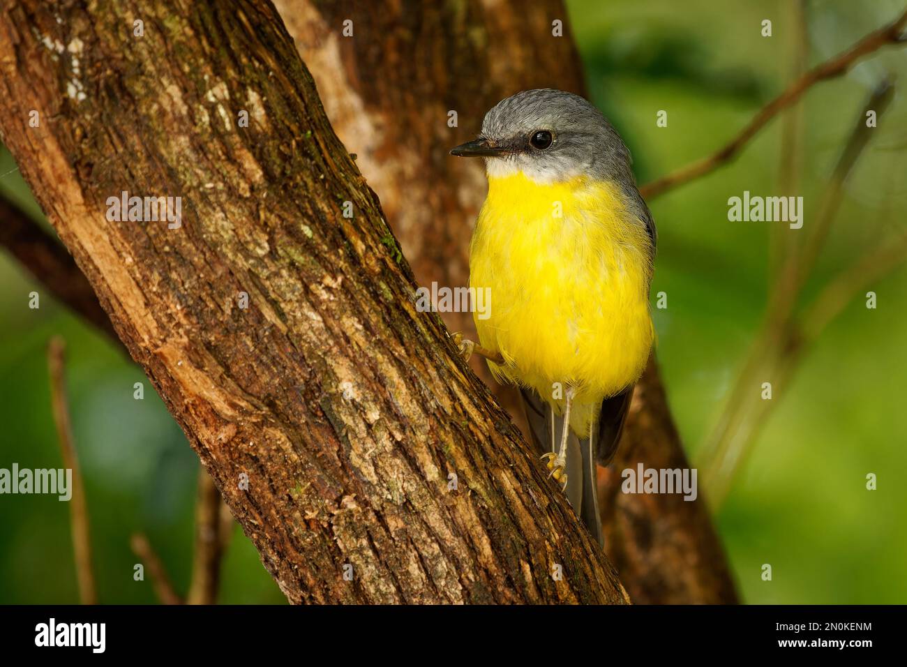 Eastern Yellow Robin - Eopsaltria australis - australian brightly ...