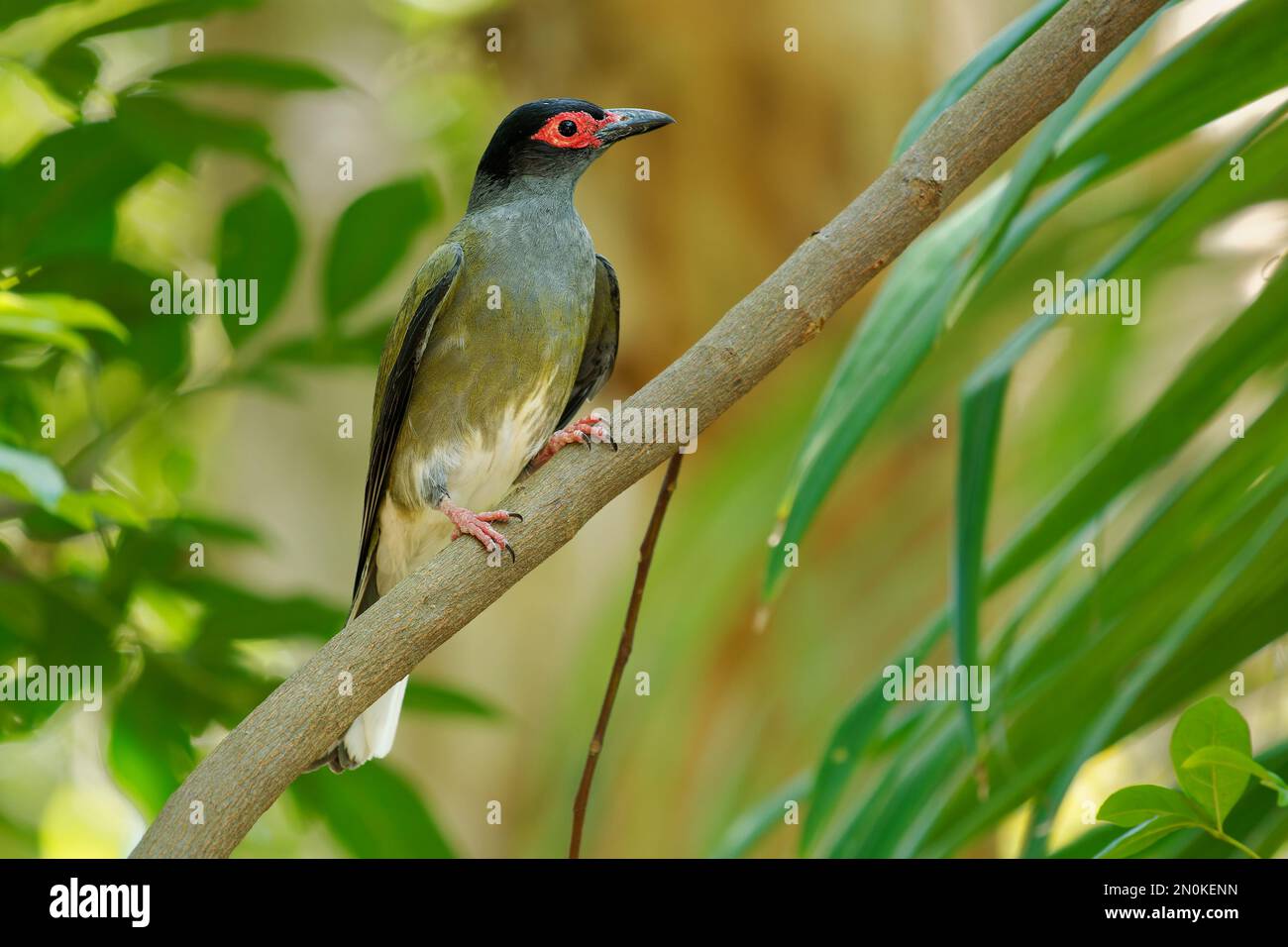 Australasian Figbird - Sphecotheres vieilloti also Green figbird ...