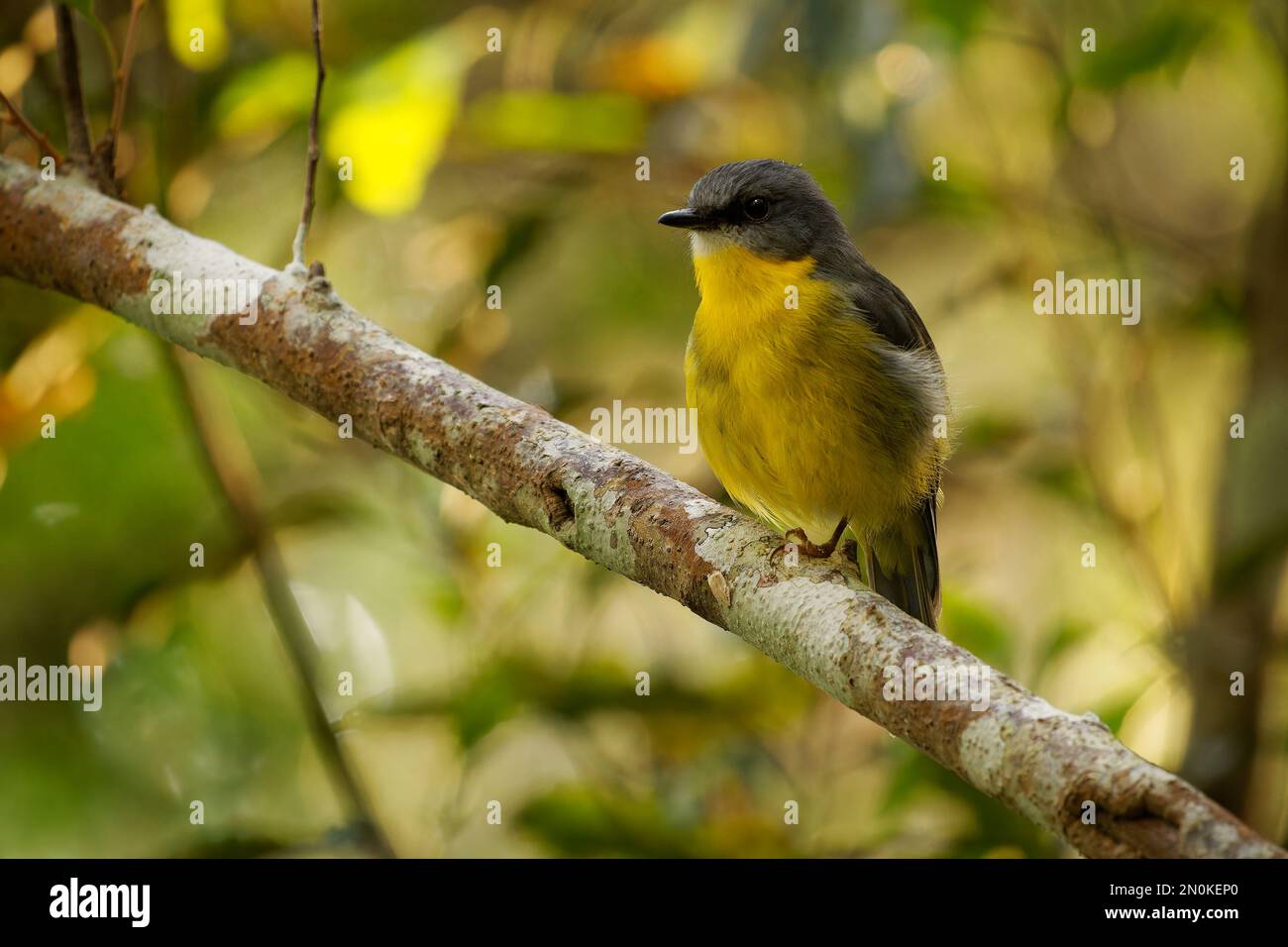 Eastern Yellow Robin - Eopsaltria australis - australian brightly ...
