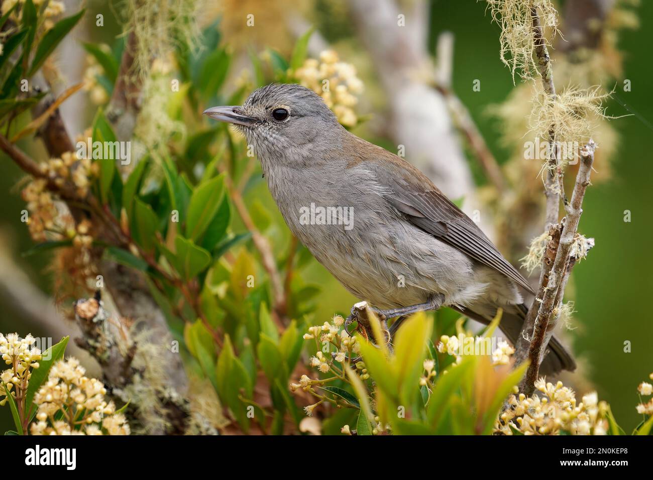 Gray Grey Shrikethrush - Colluricincla harmonica also grey thrush ...