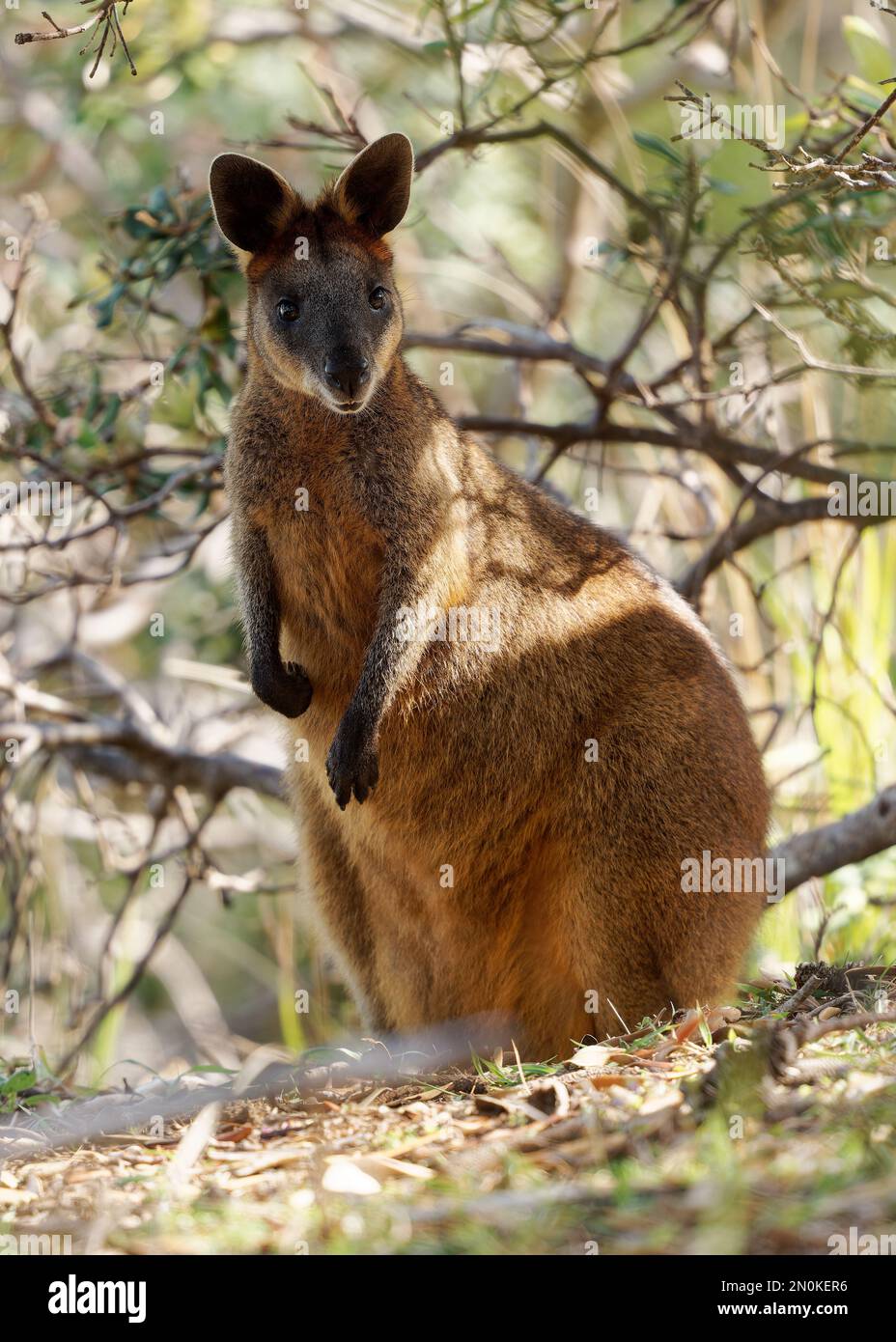Red-necked Pademelon Thylogale thetis forest-dwelling marsupial ...
