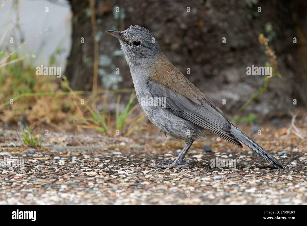 Gray Grey Shrikethrush - Colluricincla harmonica also grey thrush ...