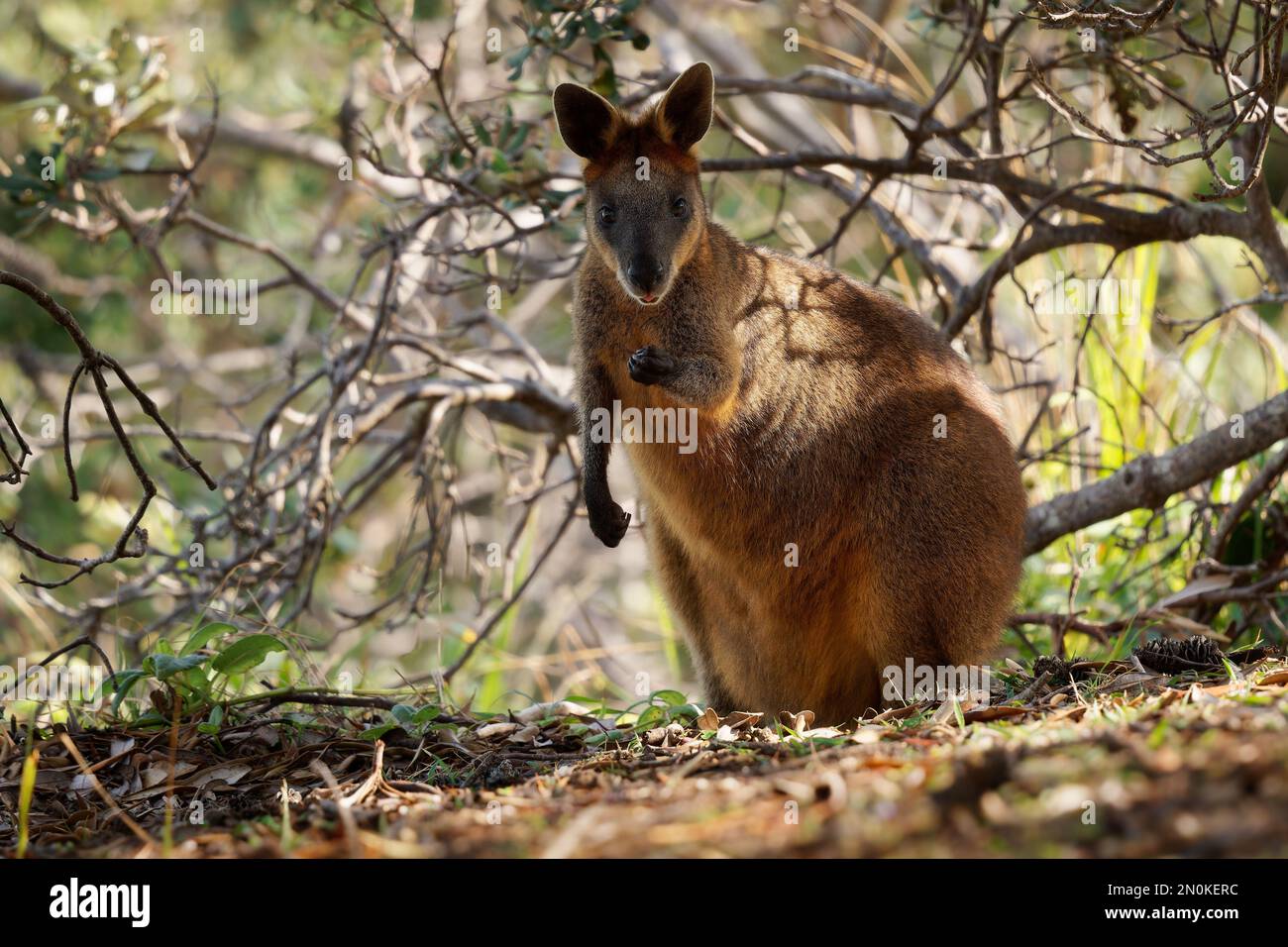 Red-necked Pademelon Thylogale thetis forest-dwelling marsupial ...