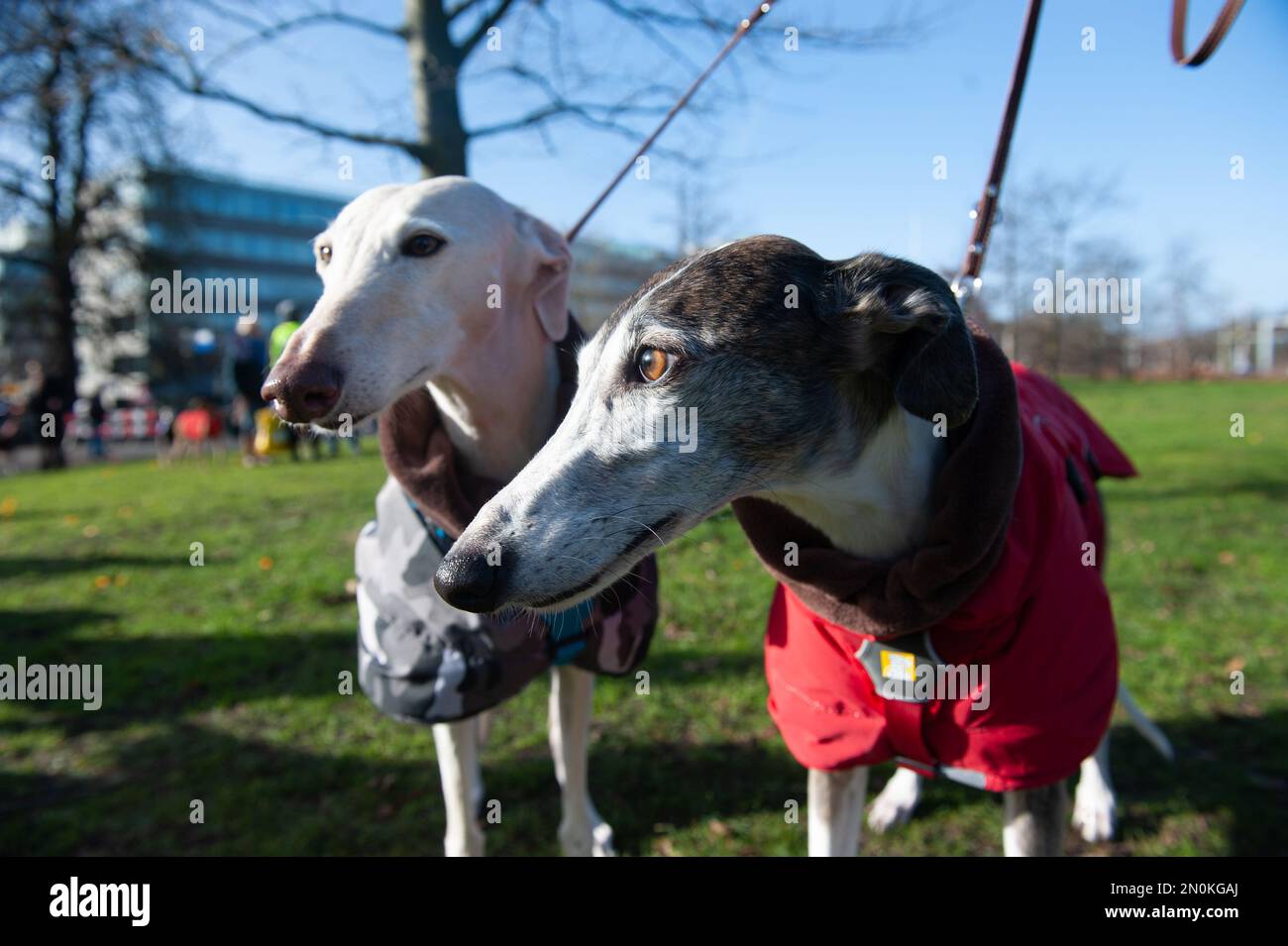 Two Spanish greyhounds are seen enjoying the sun in the park during the ...