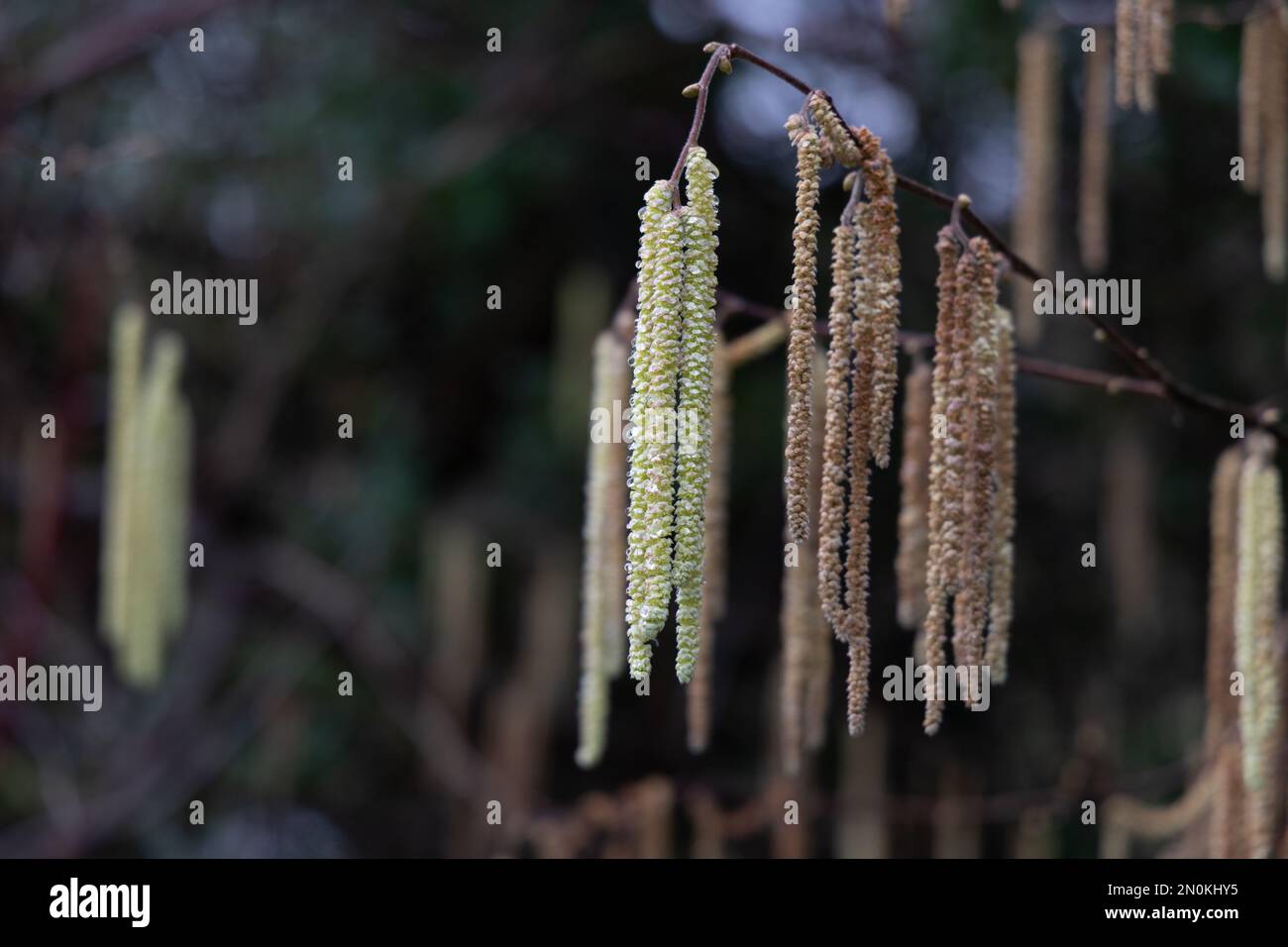 Maple tree catkins hi-res stock photography and images - Alamy