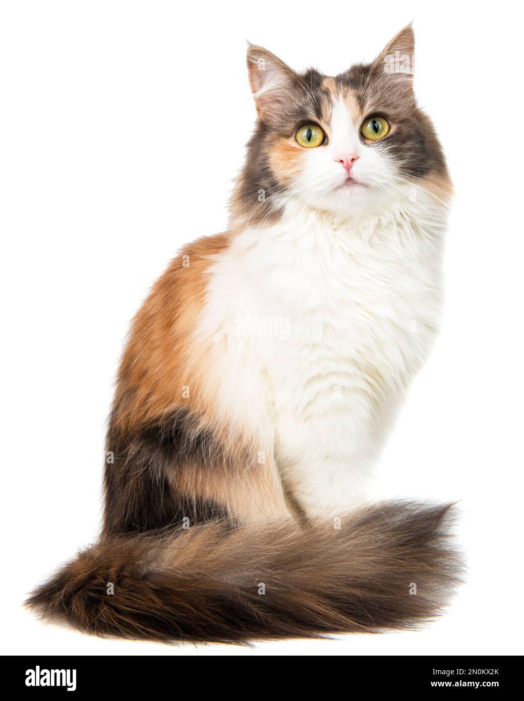 Fluffy long hair cat sitting isolated on the white background Stock Photo - Alamy