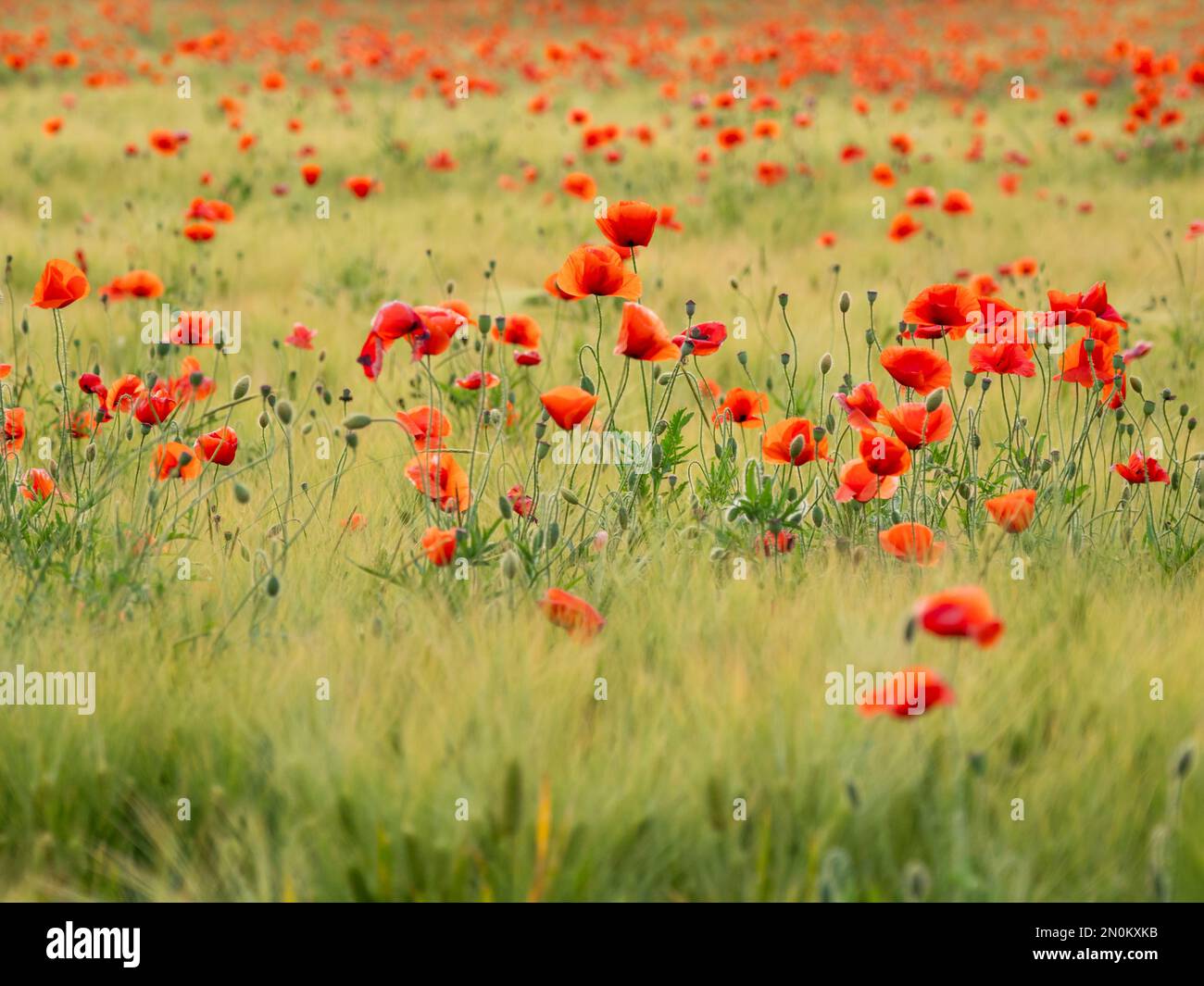 Red poppy flowers on field of rye. Green plants with red buds ...