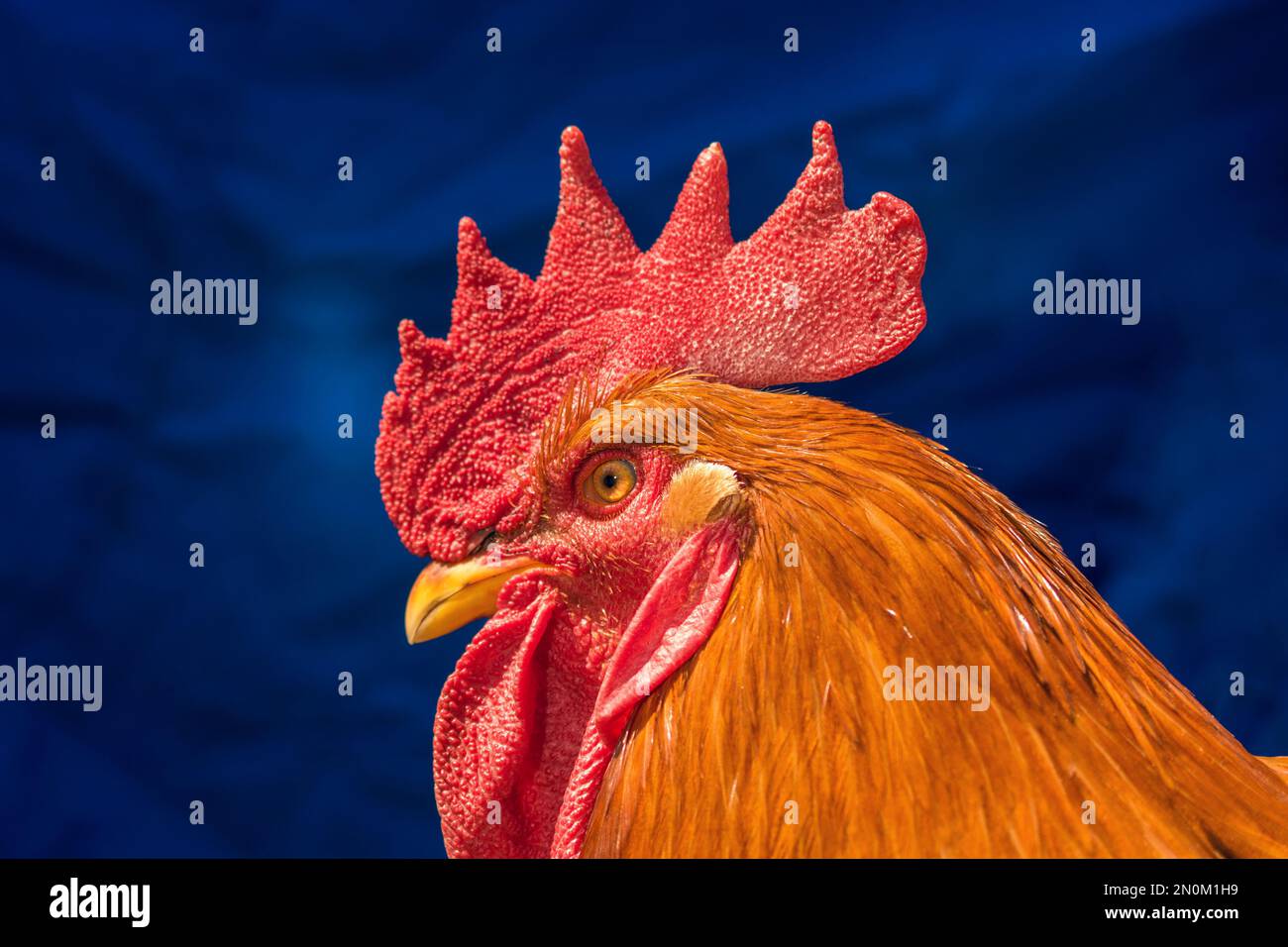 Broiler chicken alive hi-res stock photography and images - Alamy