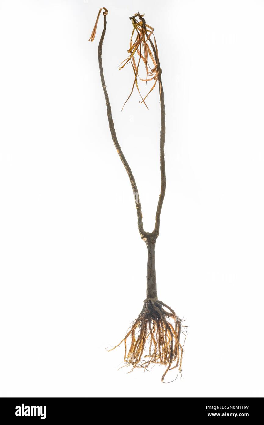 Plant with roots isolated on white background Stock Photo - Alamy