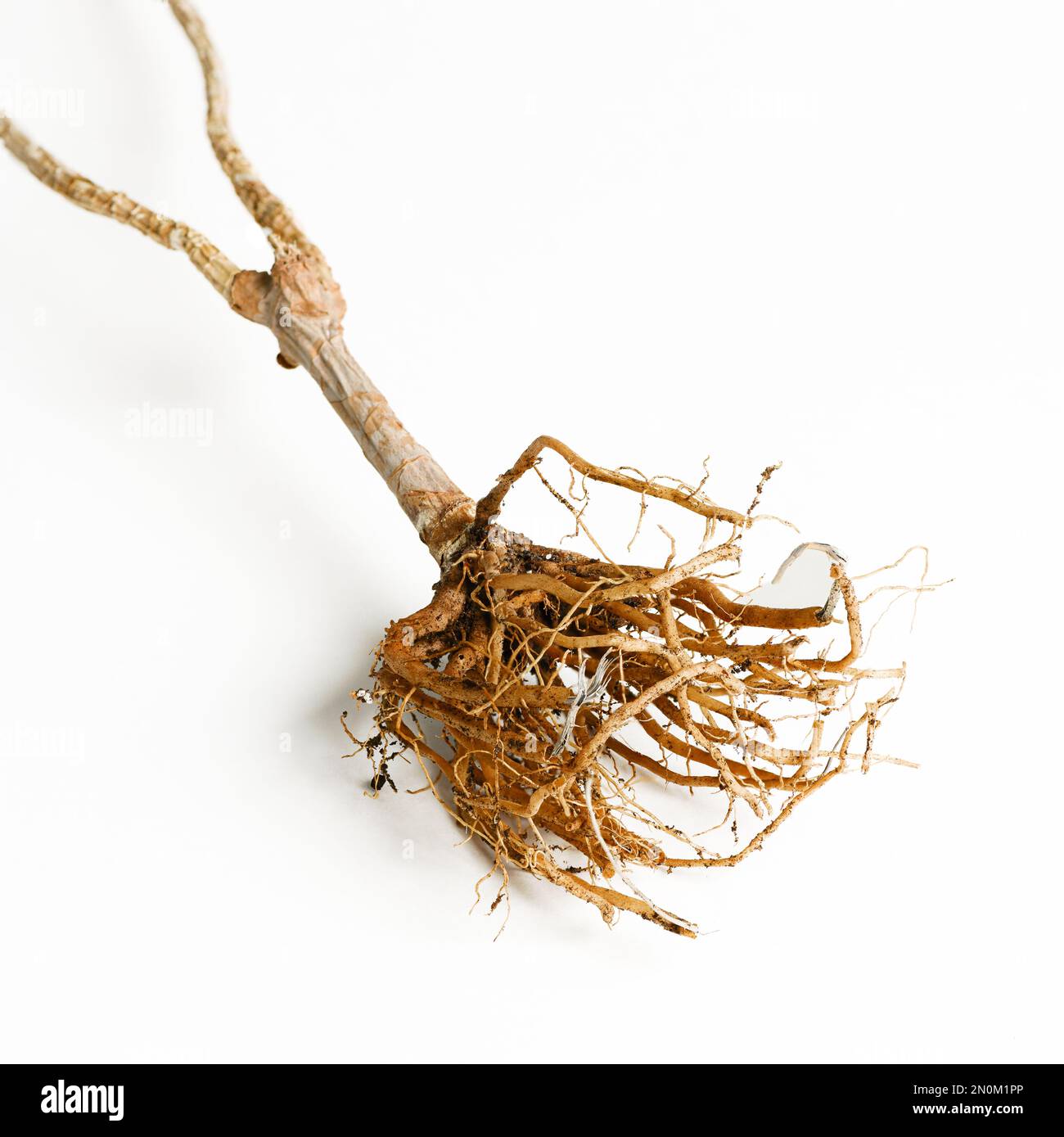 Plant with roots isolated on white background Stock Photo - Alamy